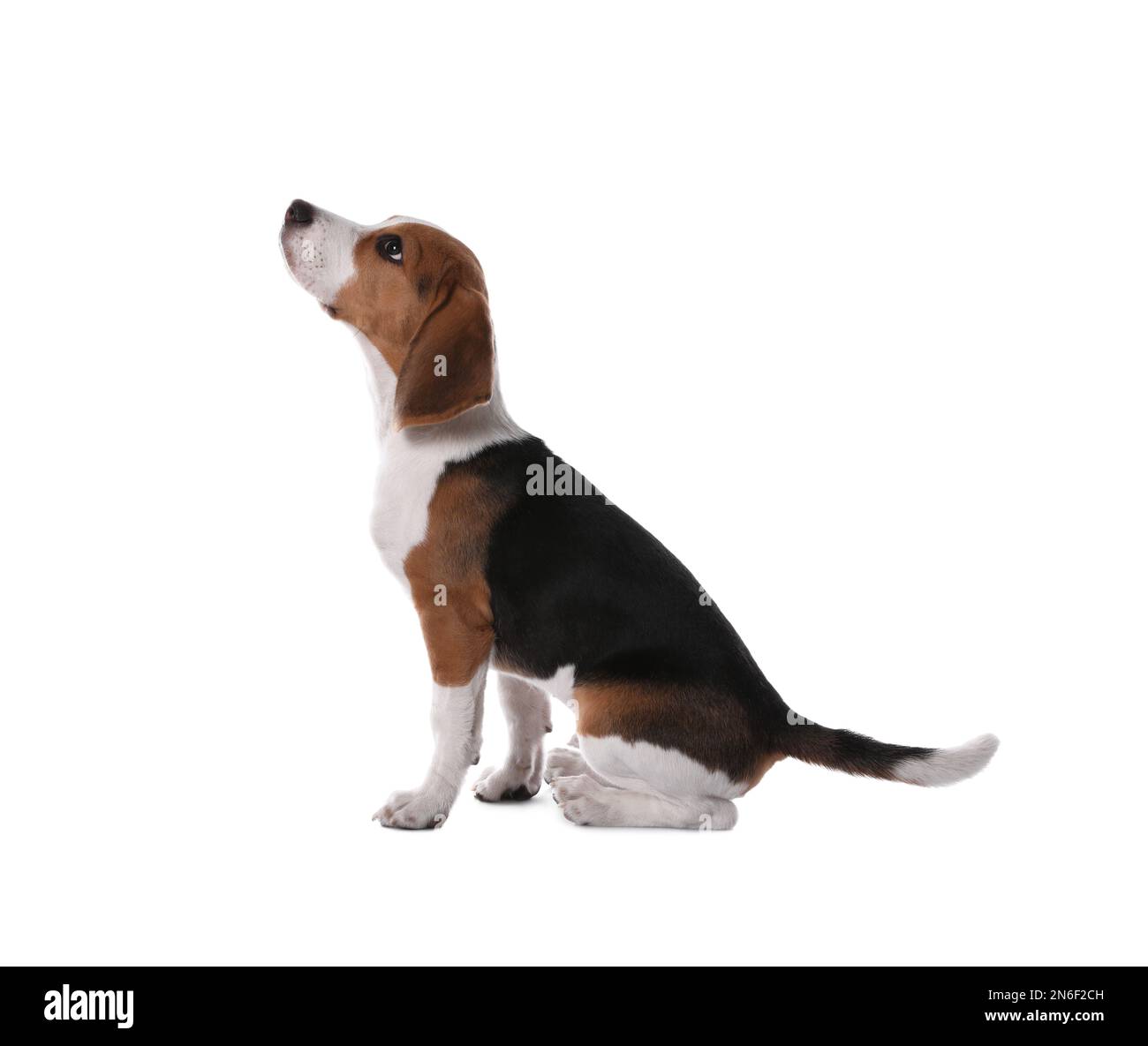Cute Beagle puppy on white background. Adorable pet Stock Photo - Alamy