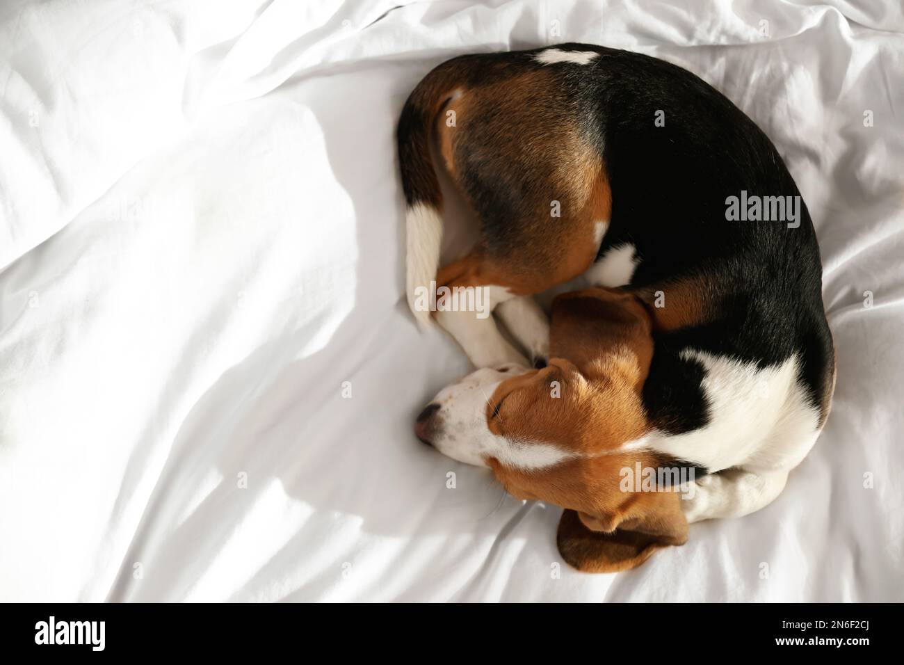 Cute Beagle puppy sleeping on bed, top view. Adorable pet Stock Photo ...