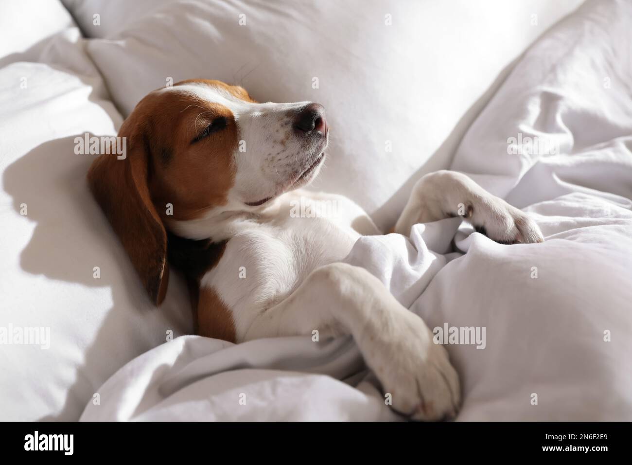 Cute Beagle puppy sleeping in bed. Adorable pet Stock Photo - Alamy