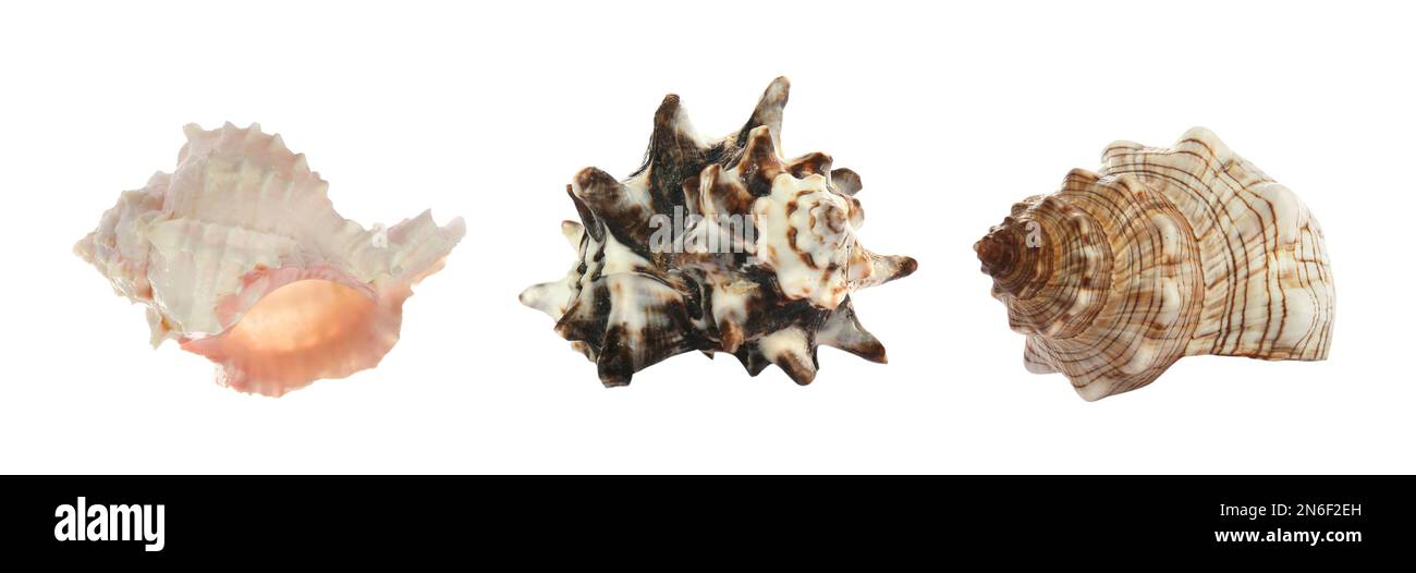 Set of different beautiful sea shells on white background. Banner ...