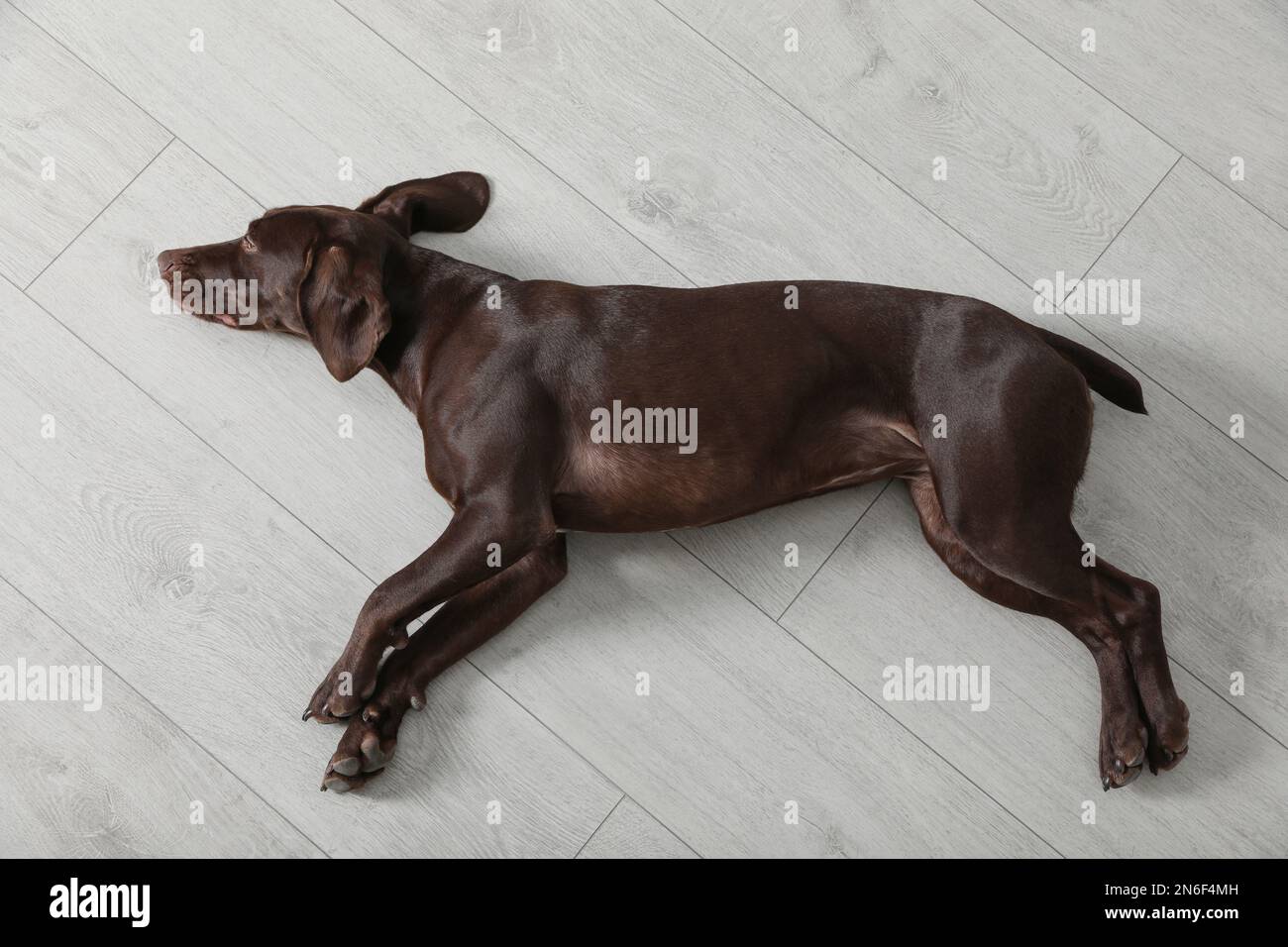 Cute German Shorthaired Pointer dog resting on warm floor, top view ...