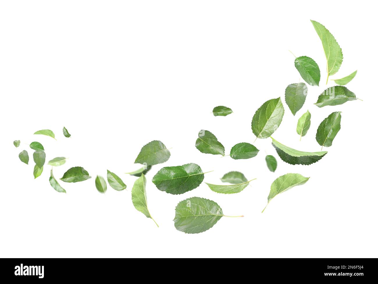 Many green leaves moving by gust wind on white background Stock Photo ...