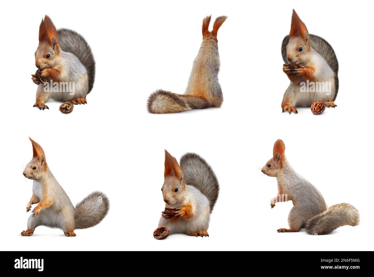 Set with cute squirrels on white background Stock Photo - Alamy