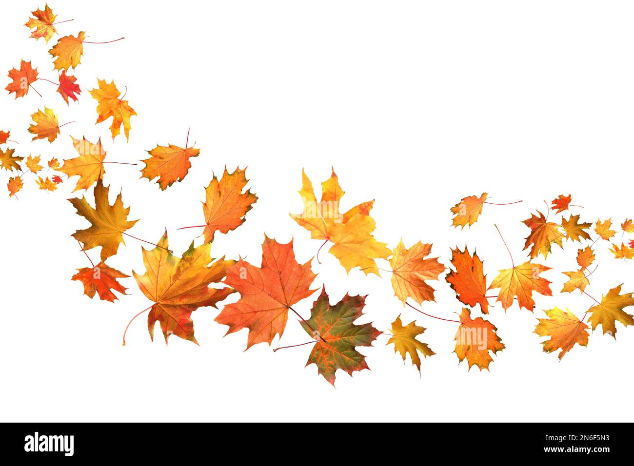 Many autumn leaves moving by gust wind on white background Stock Photo ...