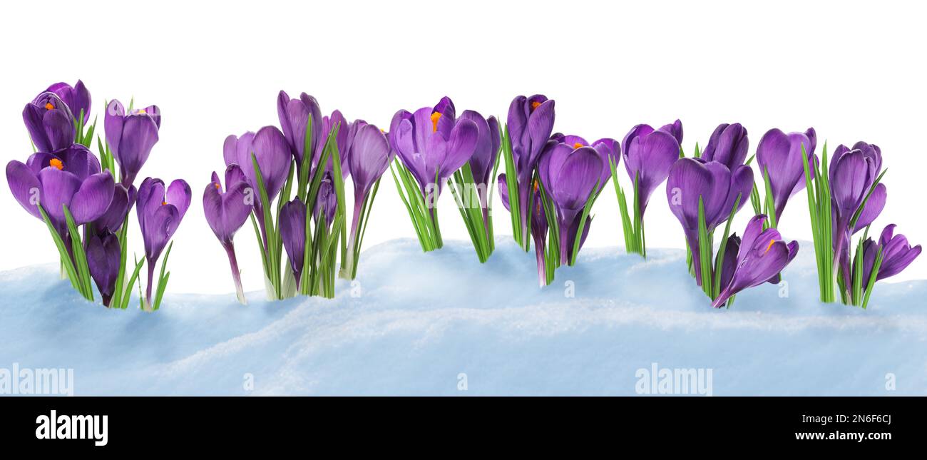 Beautiful crocuses growing through snow against white background, banner design. First spring ...
