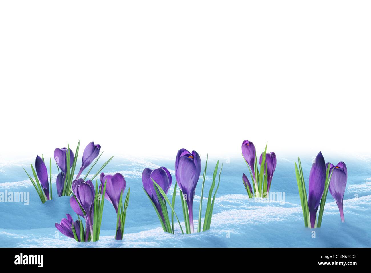 Beautiful crocuses growing through snow against white background. First ...