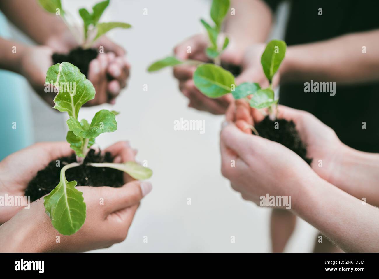 Closeup of diverse group of people holding green plants in palm of hands with care to nurture ...