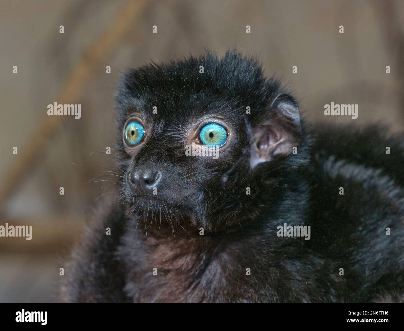 Mammal in the environment hi-res stock photography and images - Alamy
