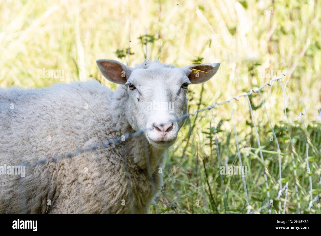 Swedish camera hi-res stock photography and images - Alamy