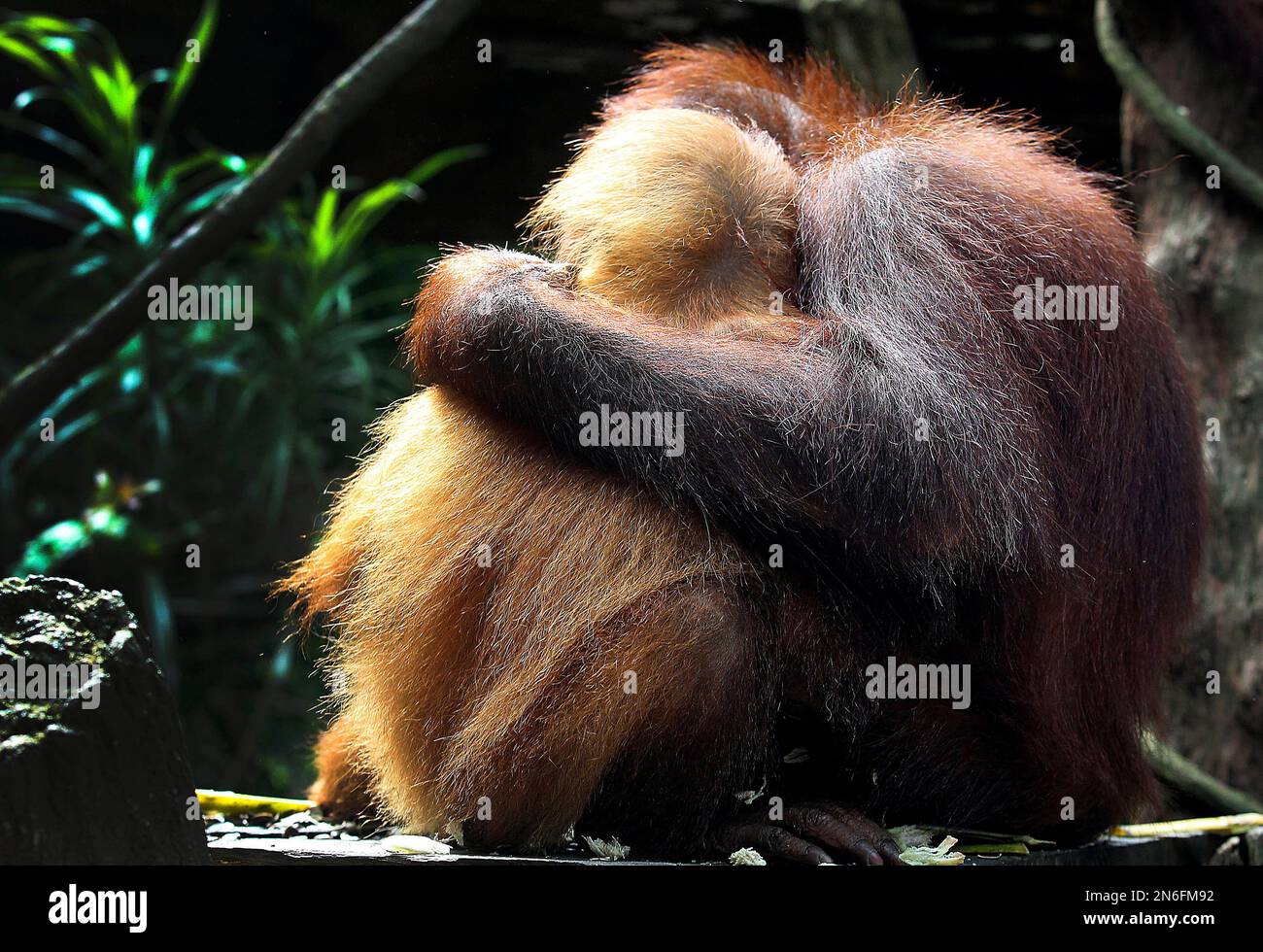 Two younger Bornean orangutans cuddle, Thursday, Oct. 3, 2013, at the ...