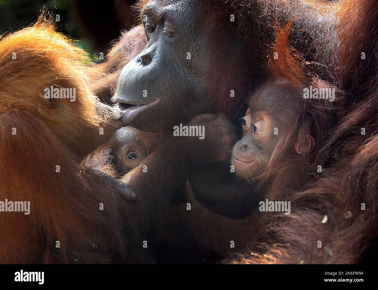 Two under a year old baby Bornean orangutans, second left and right ...