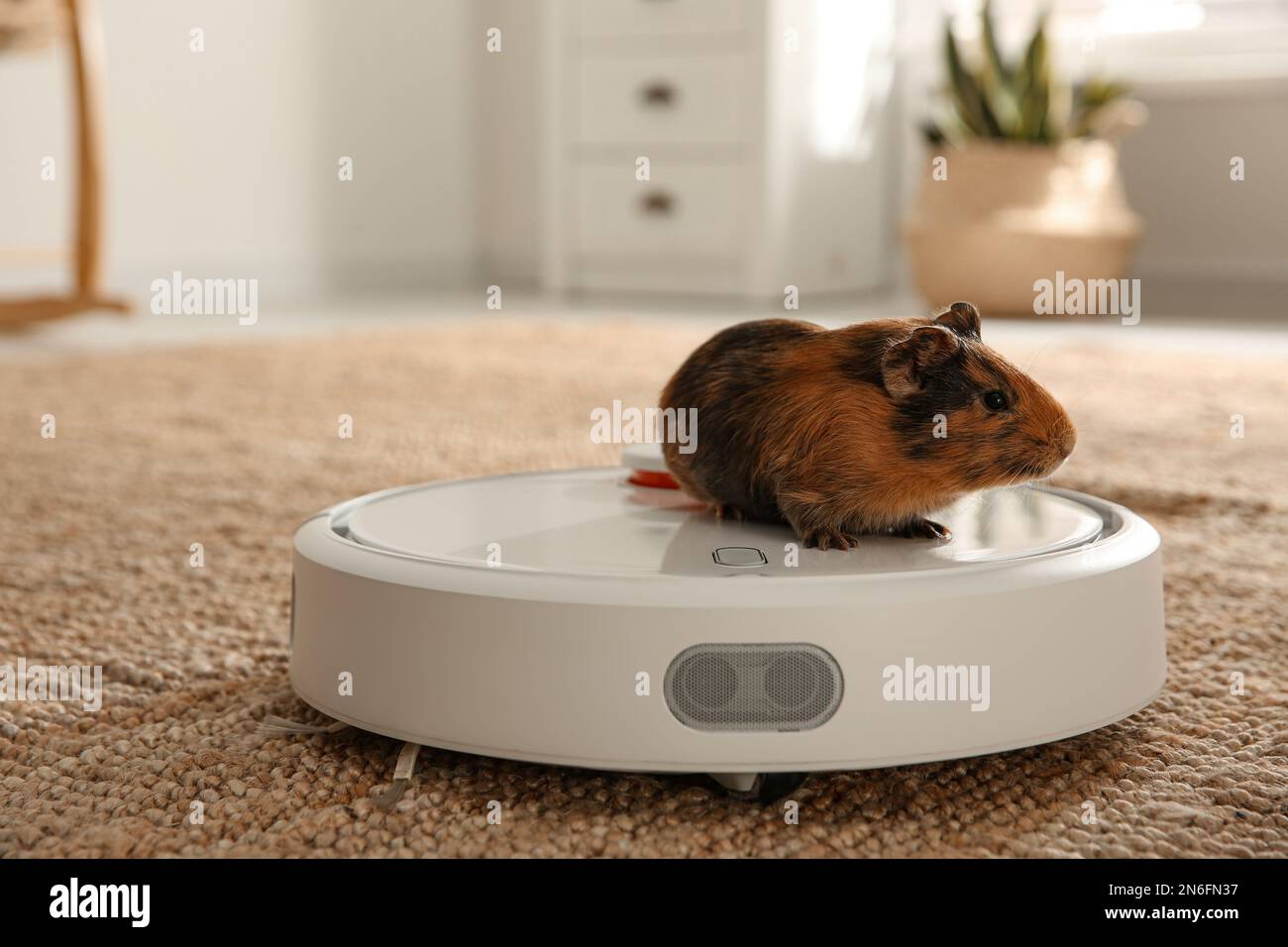 Modern robotic vacuum cleaner and guinea pig on floor at home Stock ...