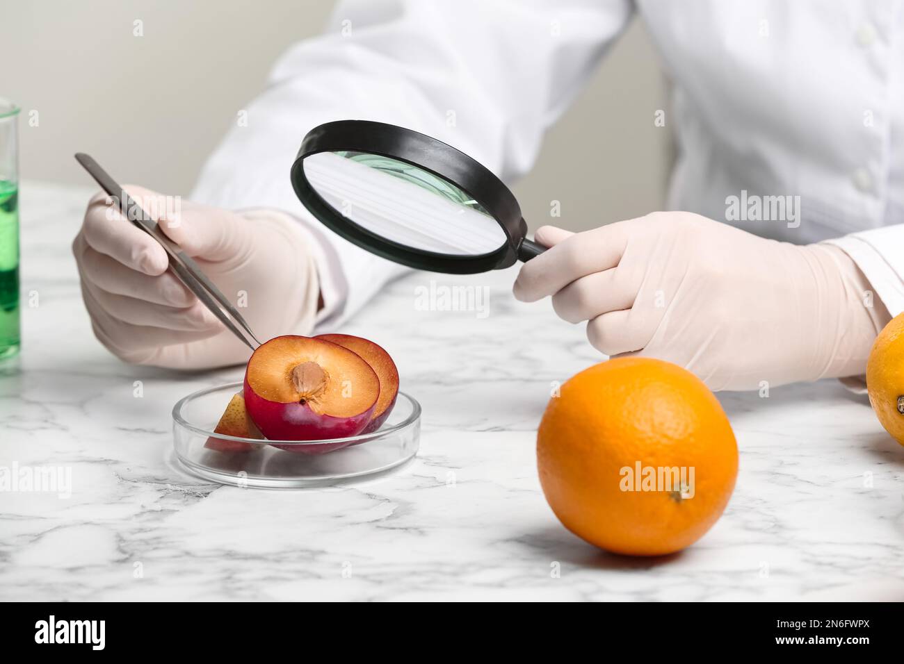 Scientist with magnifying glass exploring plum in laboratory, closeup ...