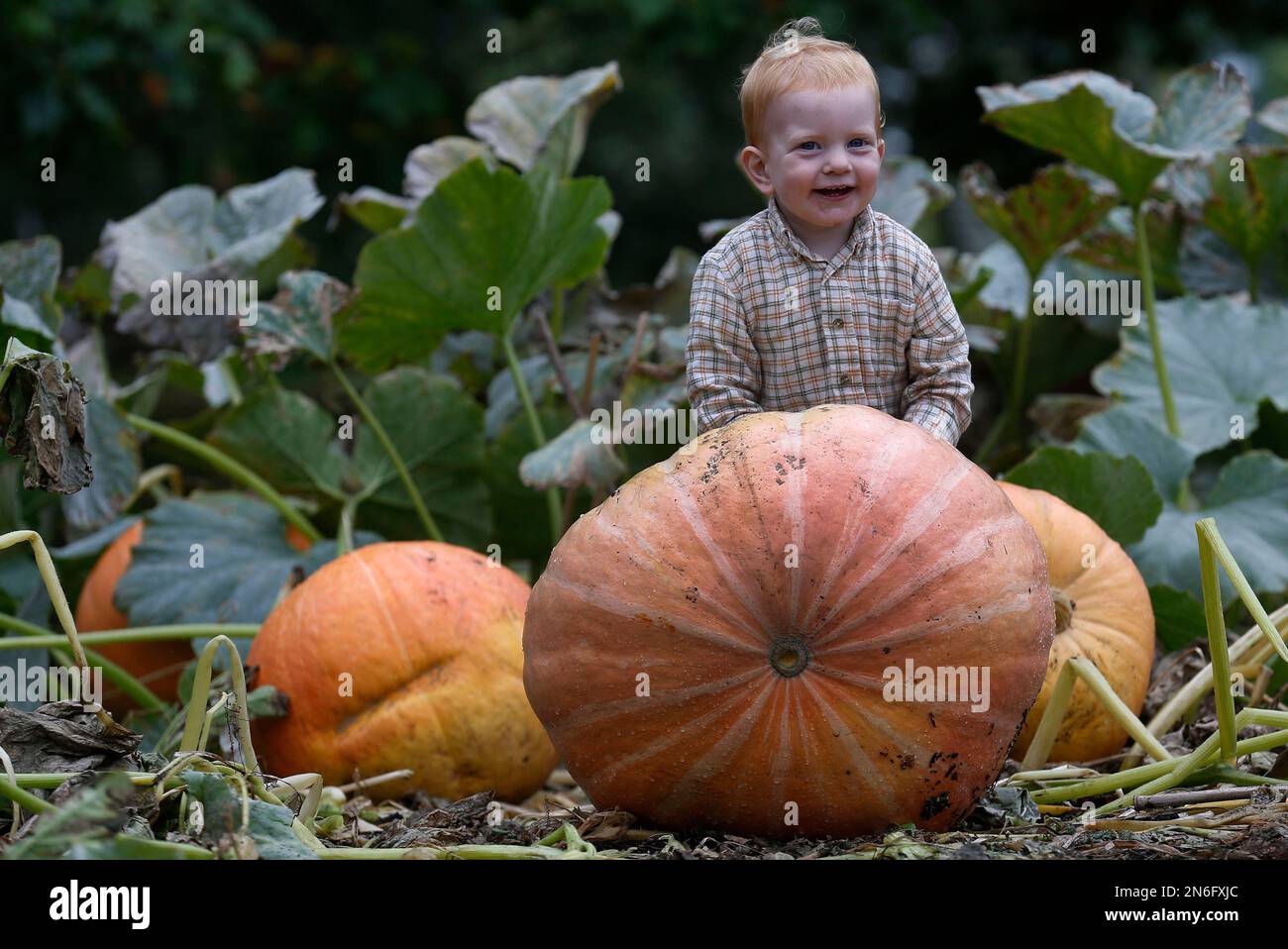 Son of a Kew Gardens employee Teddy Darby, one and half year old, plays ...