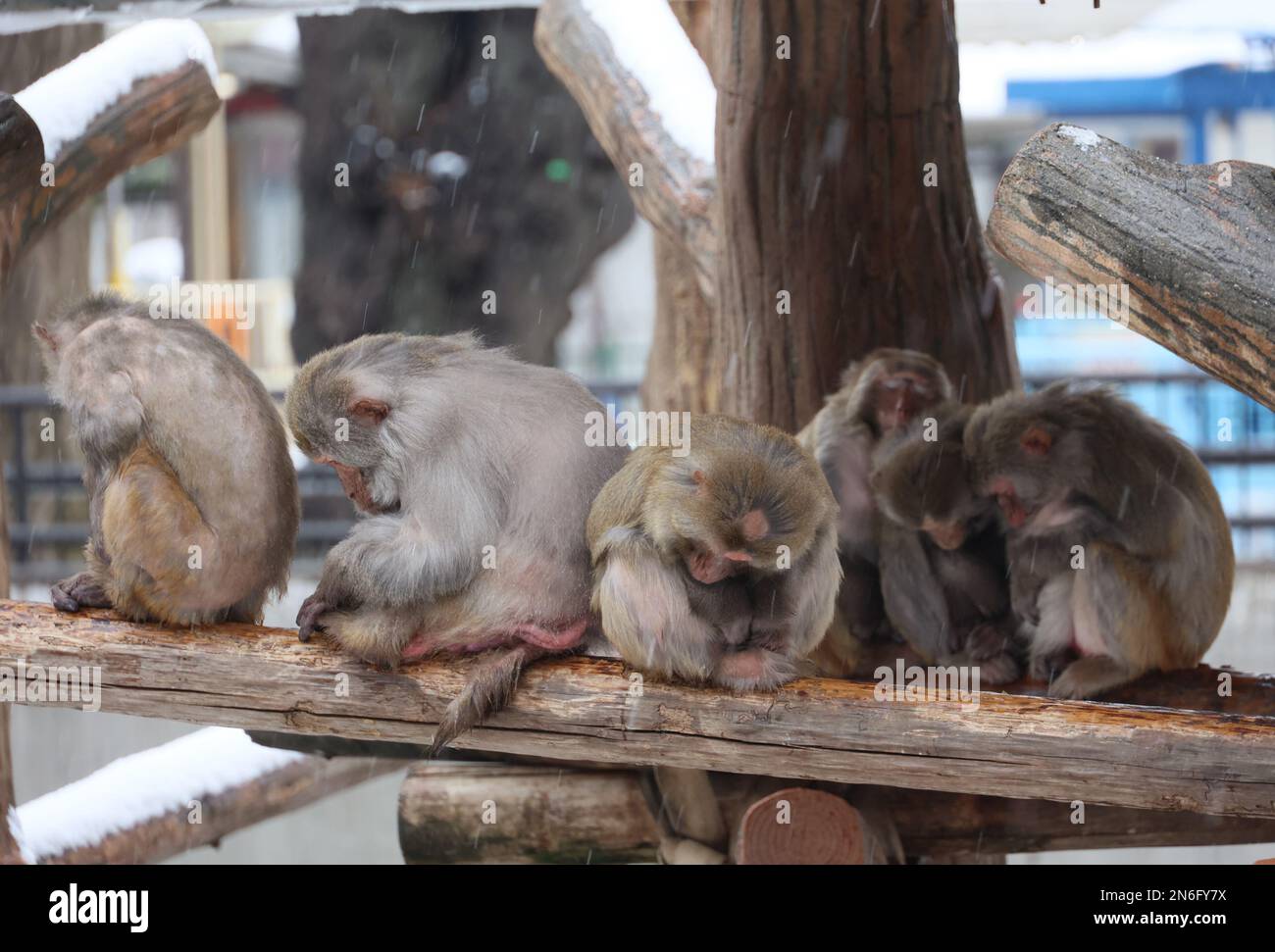 Tokyo, Japan. 10th Feb, 2023. Macaques are huddled togetheras they ...