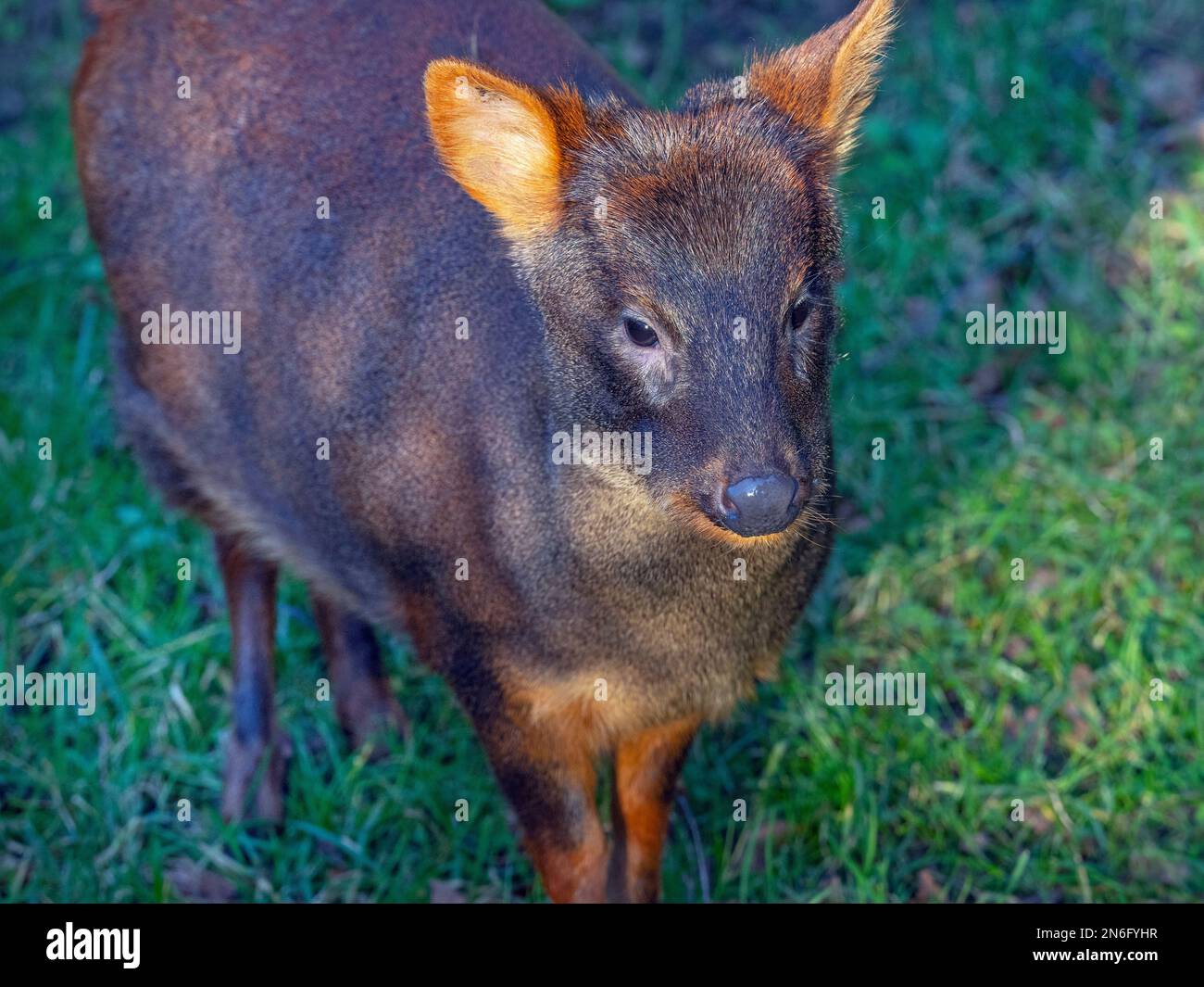 Pudu pudu hi-res stock photography and images - Alamy
