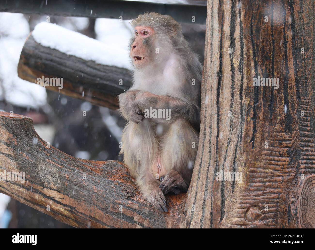 Tokyo, Japan. 10th Feb, 2023. A macaque shivers from the cold in snow ...