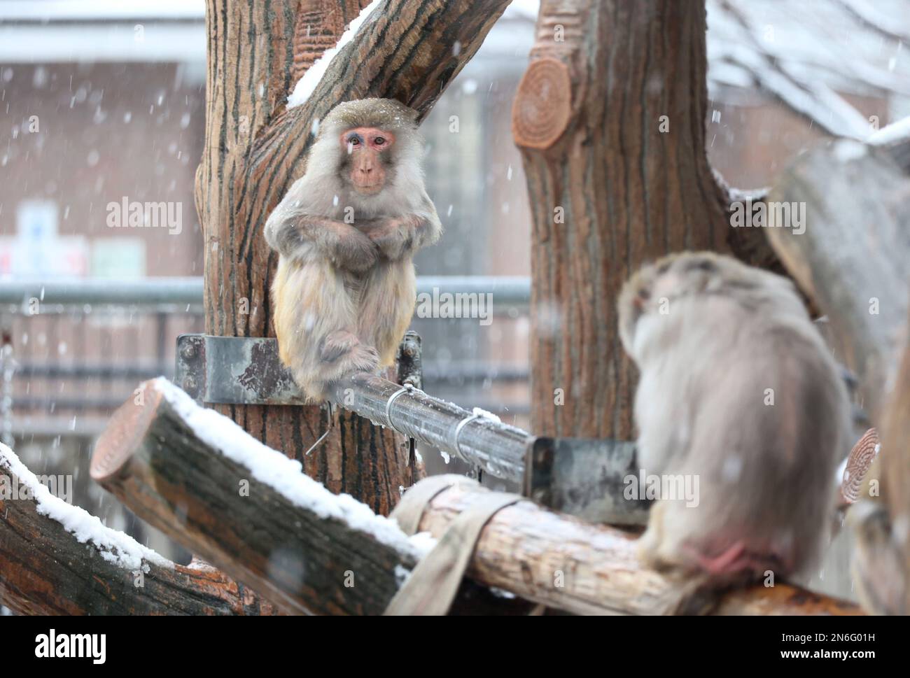 Tokyo, Japan. 10th Feb, 2023. A macaque shivers from the cold in snow ...