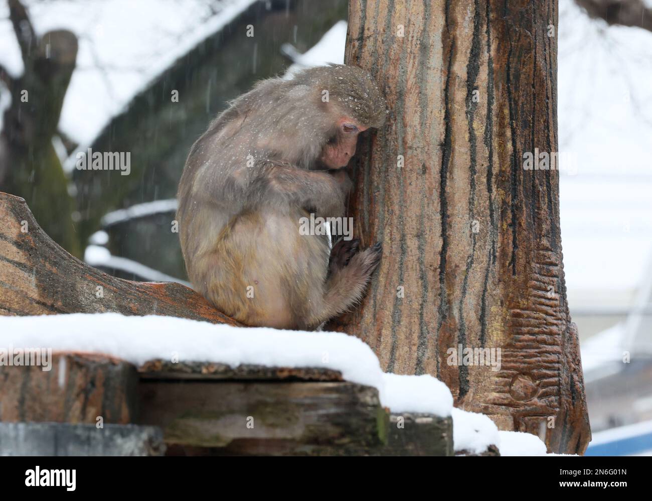 Tokyo, Japan. 10th Feb, 2023. A macaque shivers from the cold in snow ...