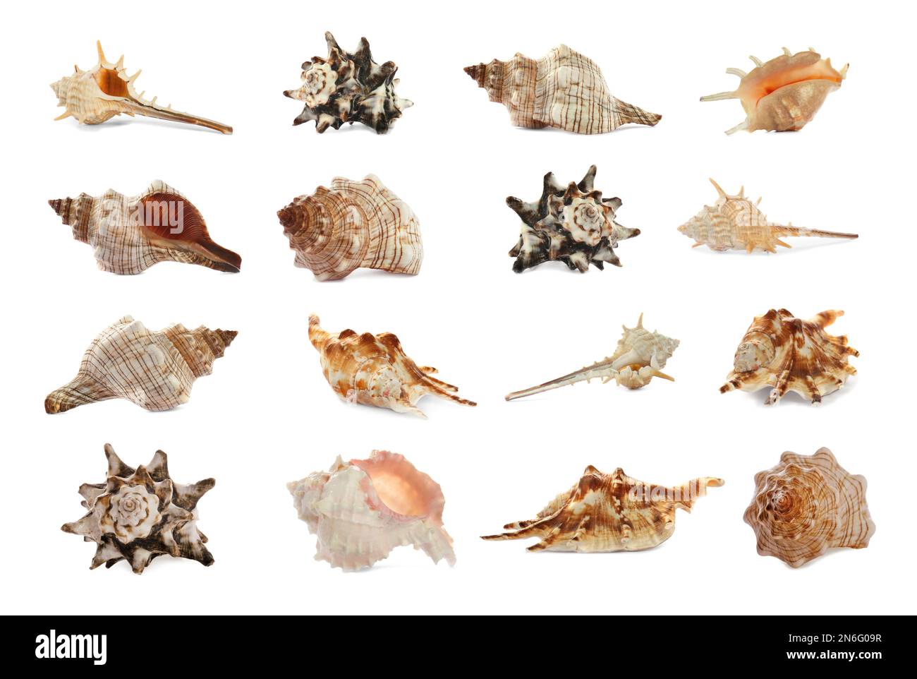 Set of different beautiful sea shells on white background Stock Photo ...