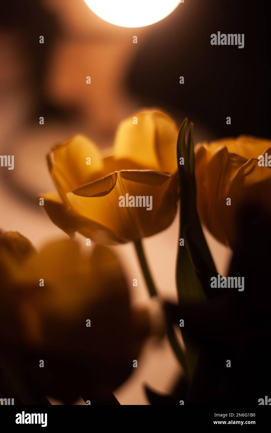 Light yellow colour hi-res stock photography and images - Alamy