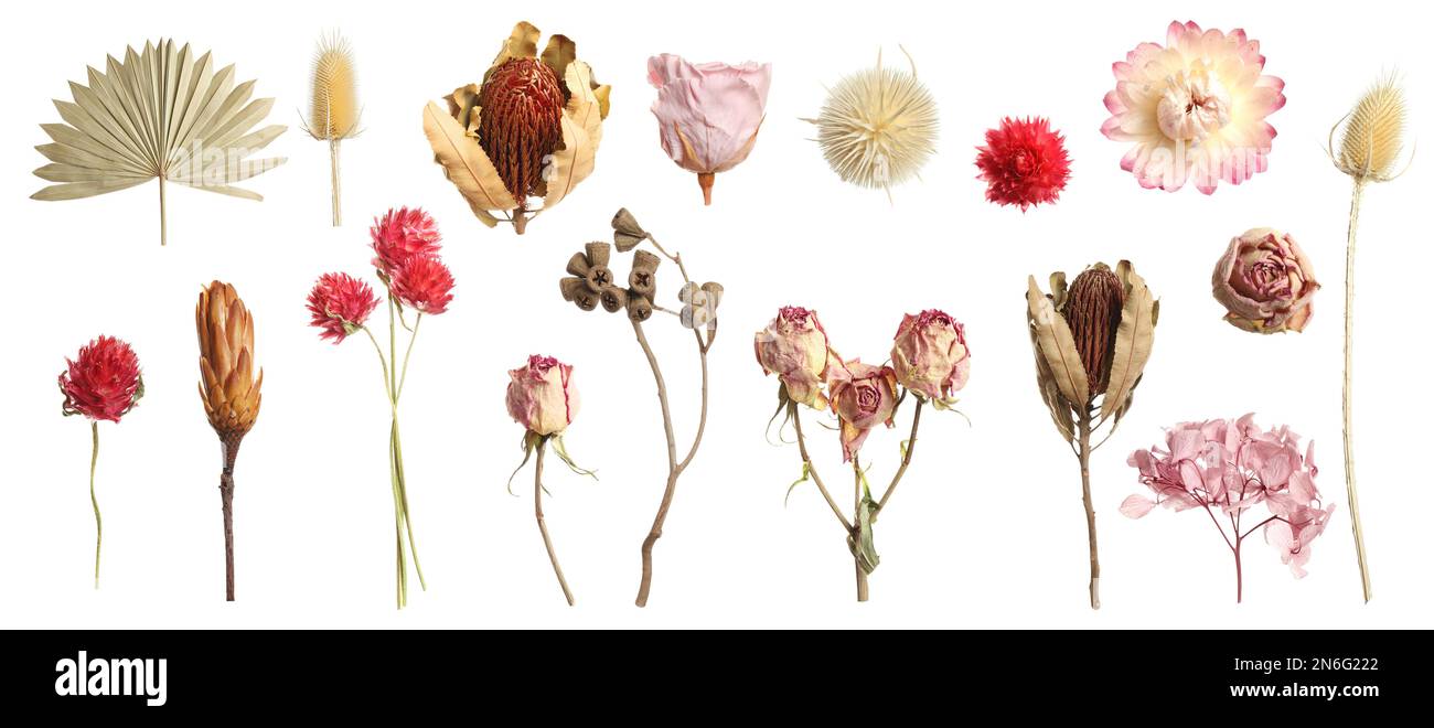 Set with beautiful dry flowers on white background, banner design Stock ...
