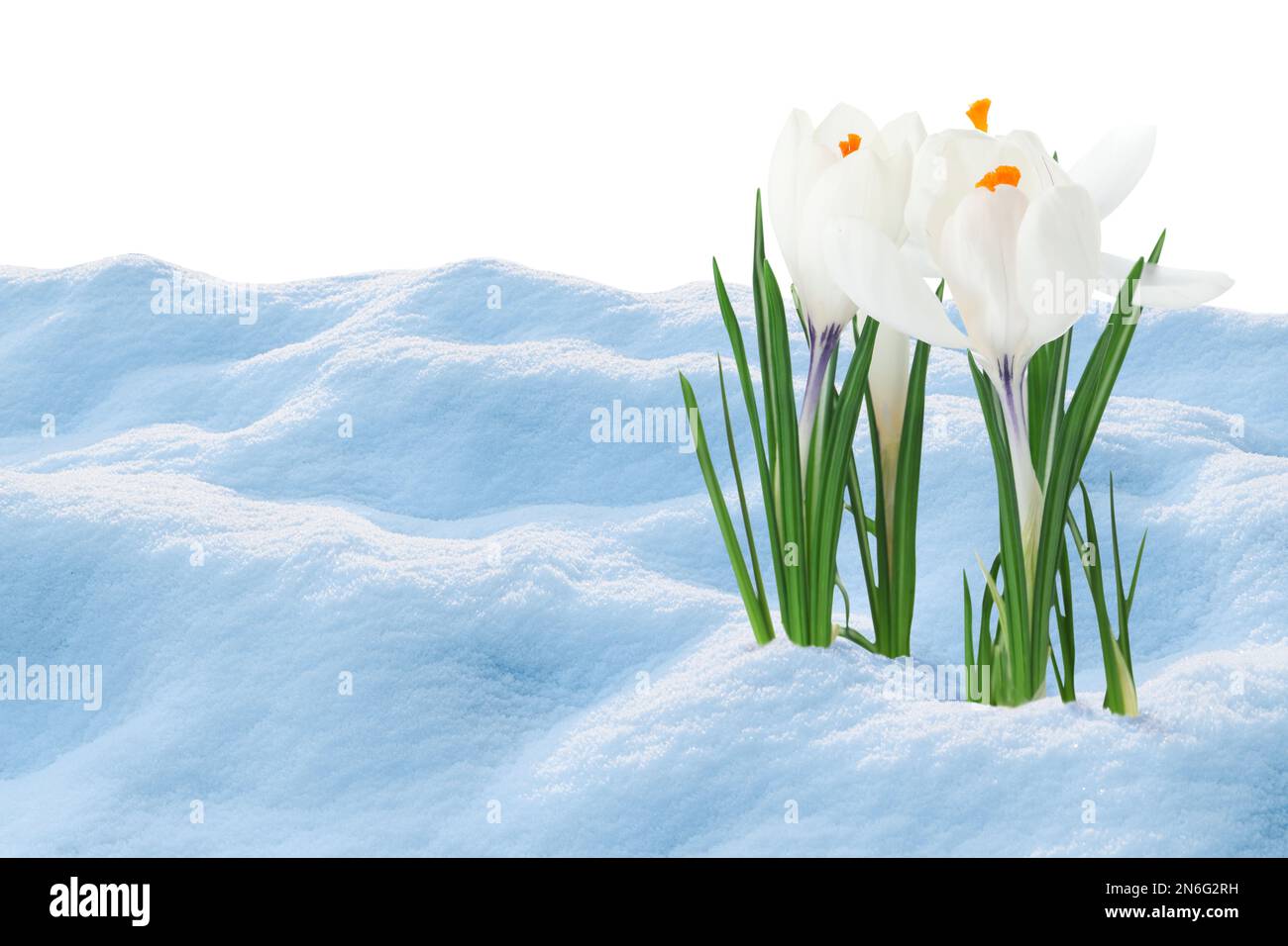 Beautiful crocuses growing through snow against white background. First ...