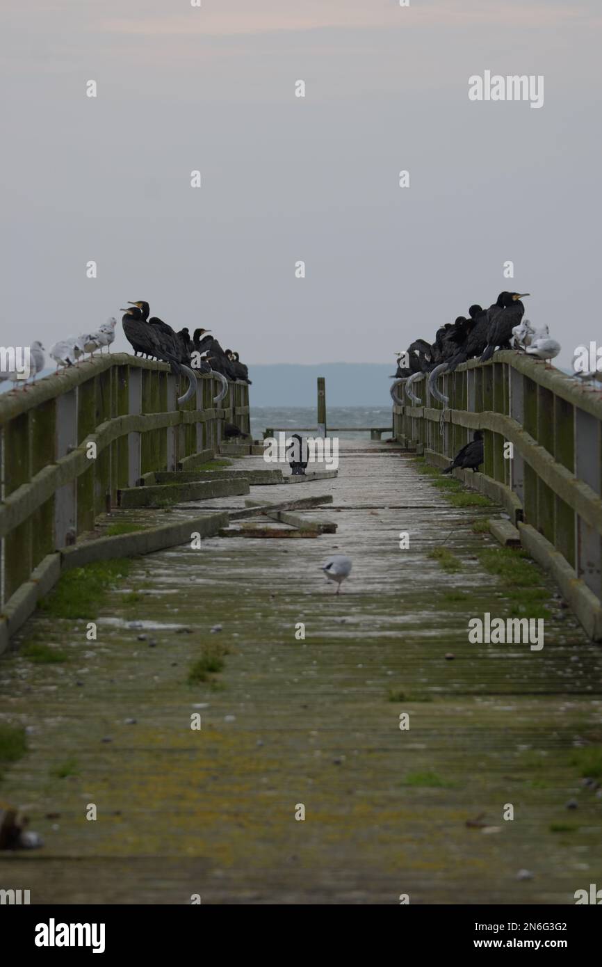 A group of birds perched atop a wooden walkway next to the water ...