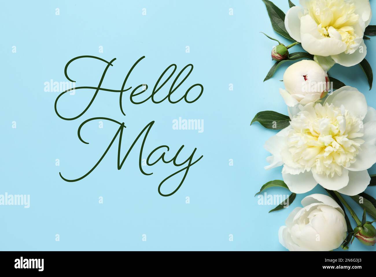 Hello May. Fragrant peonies on light blue background, flat lay Stock ...