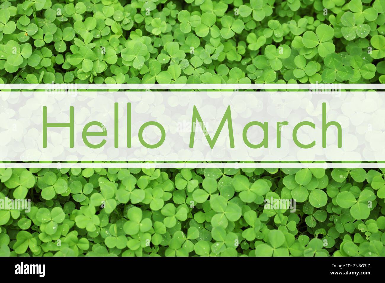 Hello March. Green clover leaves as background Stock Photo - Alamy