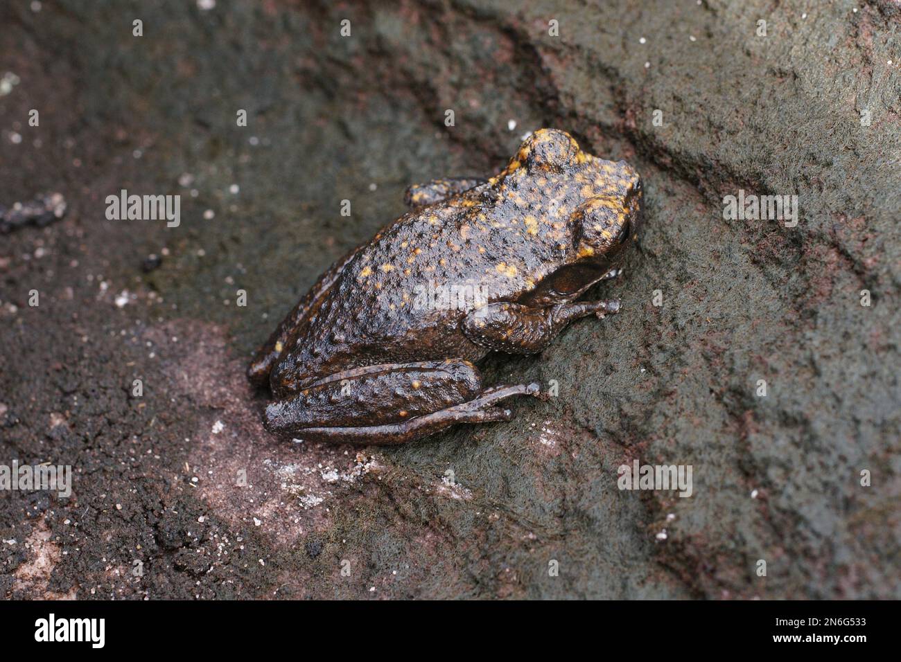 Tepui frog hi-res stock photography and images - Alamy