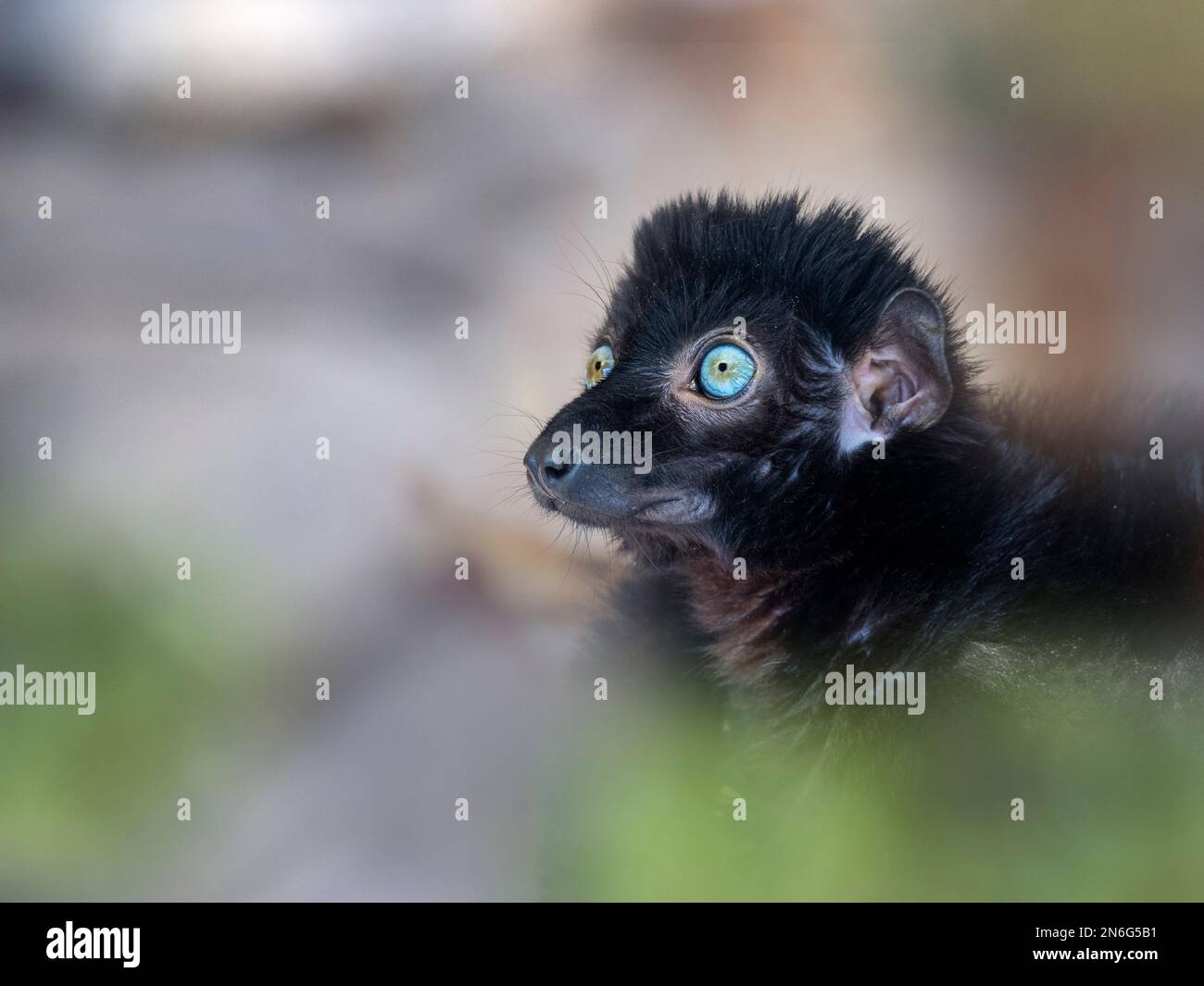 Male Blue-eyed black lemur Eulemur flavifrons also known as the Sclater ...