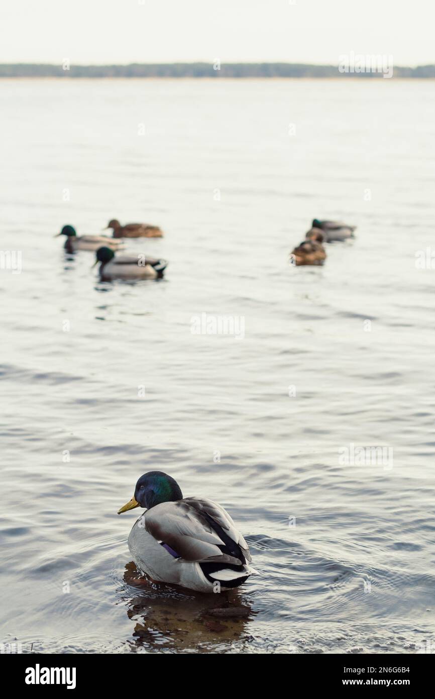 Close up raft of ducks floating together concept photo Stock Photo - Alamy