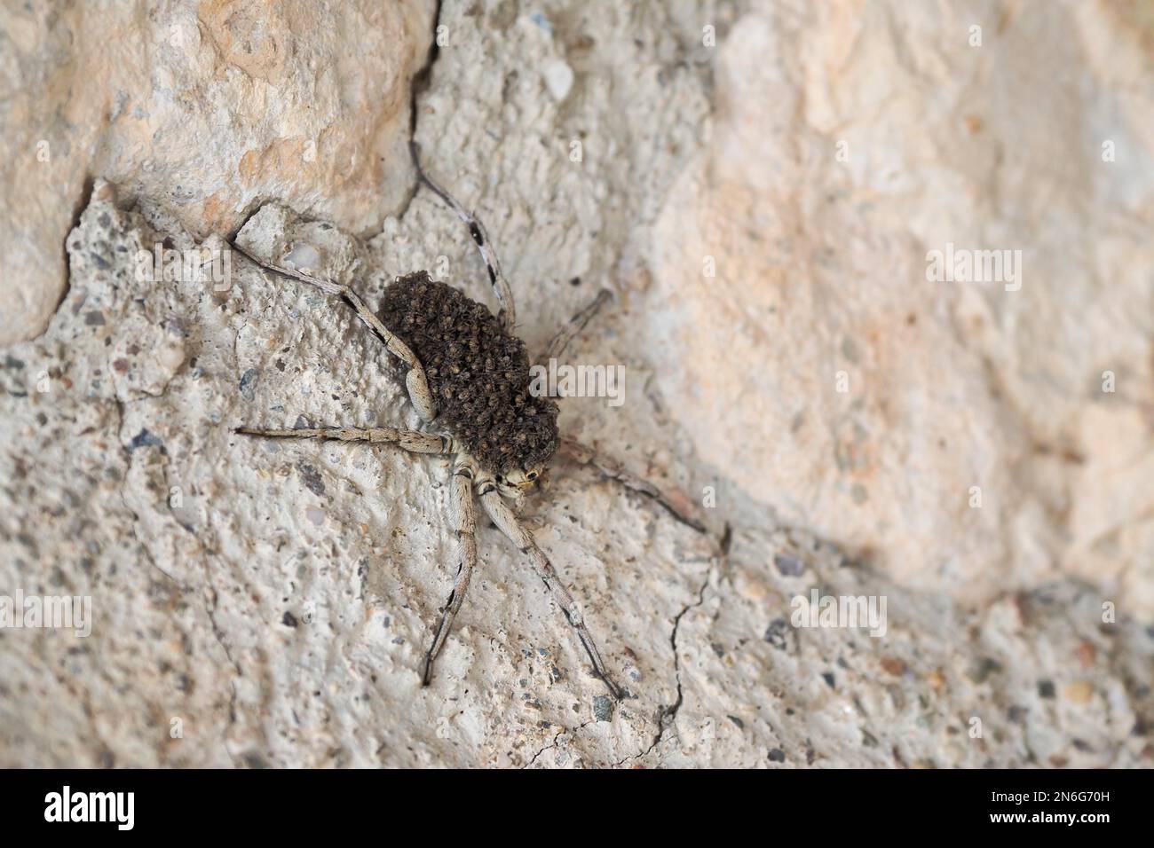 Tarantula caring for its brood, mother carrying young on her back ...