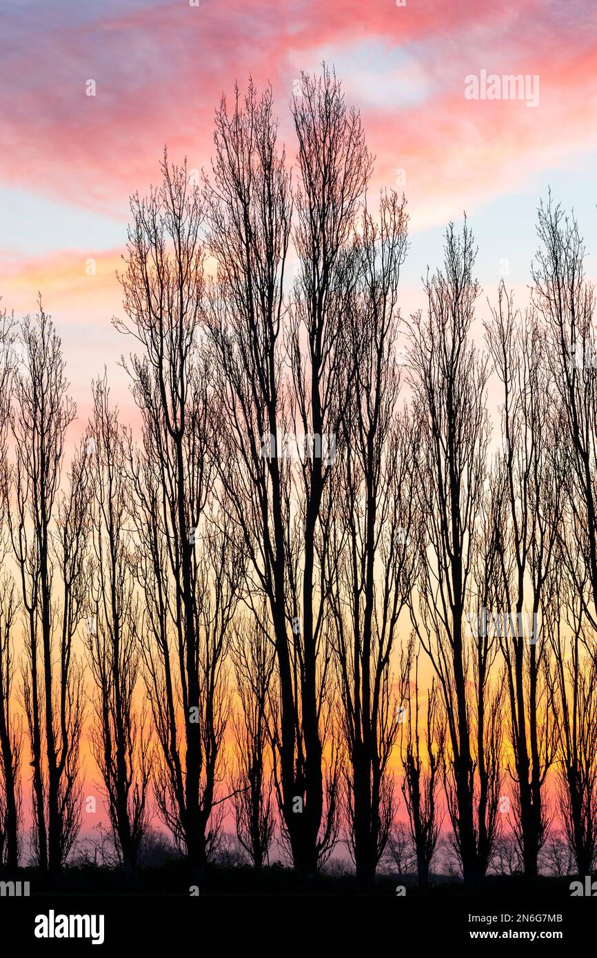 Winter scene, row of leafless poplar trees on farmland in Kent with a ...