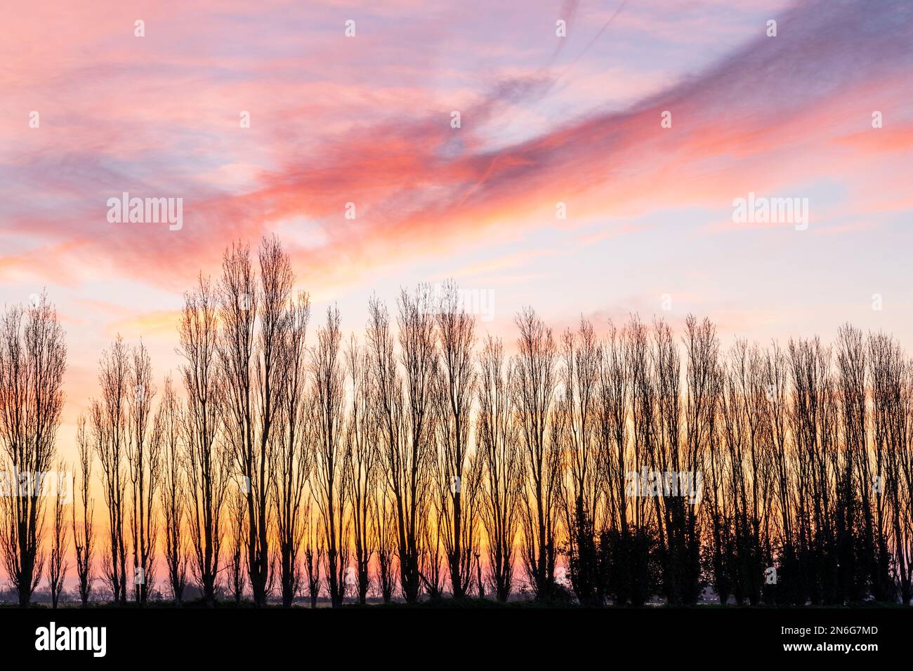 Winter scene, row of leafless poplar trees on farmland in Kent with a ...