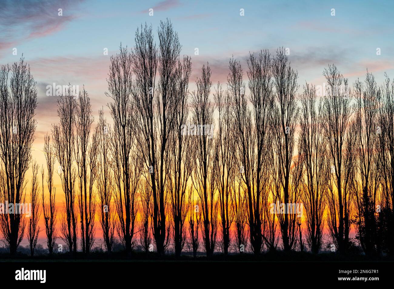 Winter scene, row of leafless poplar trees on farmland in Kent with a ...