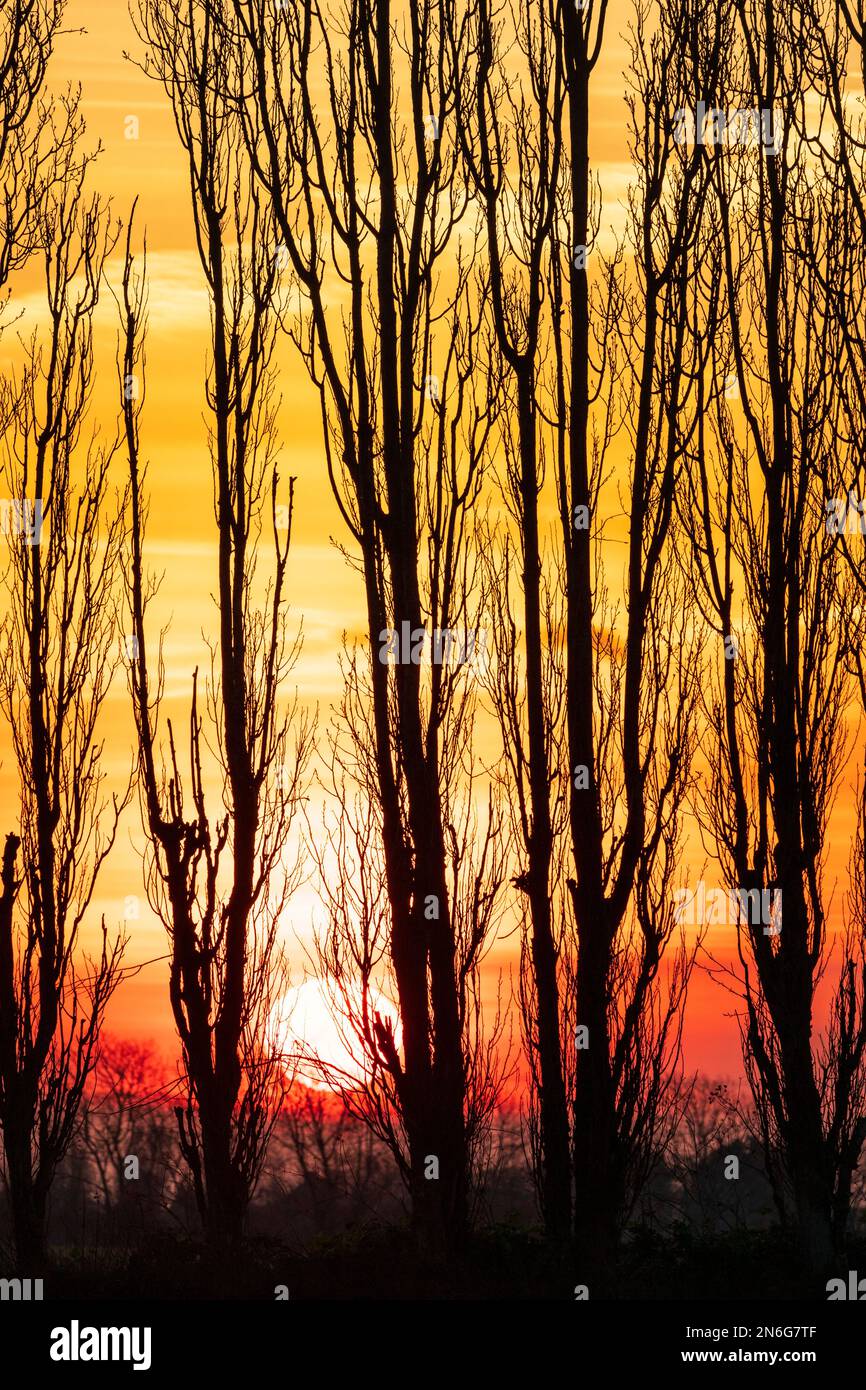 Winter scene, Close up of a row of silhouetted leafless poplar trees on ...
