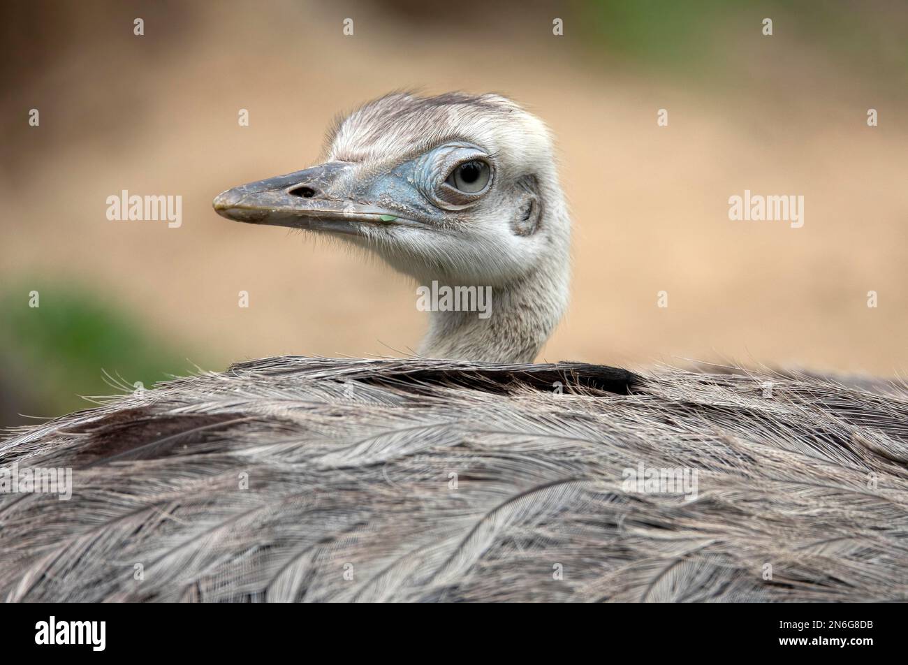 The head into the plumage hi-res stock photography and images - Alamy