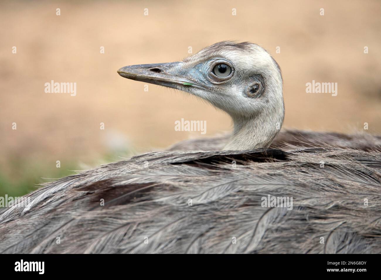 Greater rhea (Rhea americana), young bird, in the plumage of the adult ...