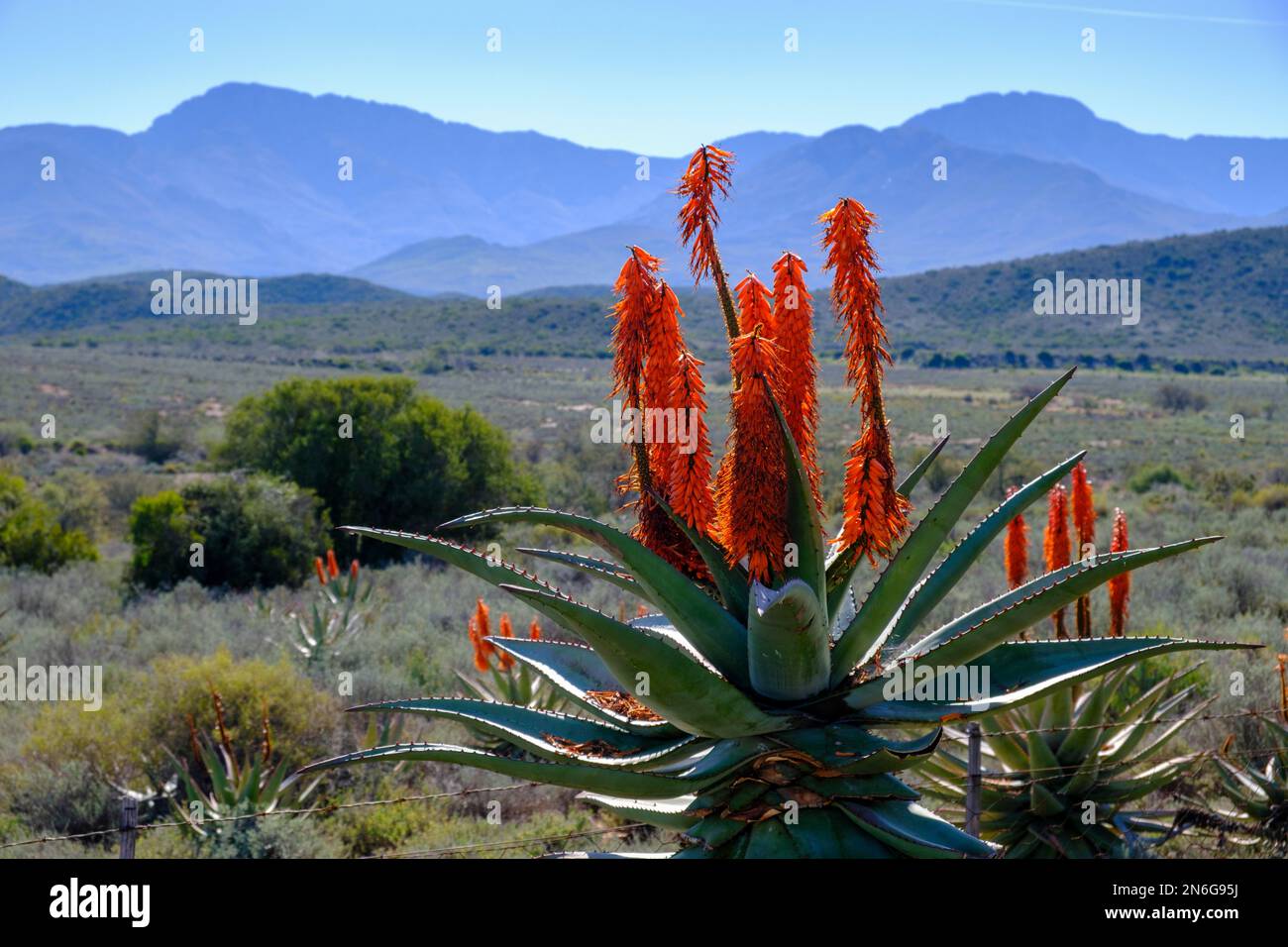 Cape aloe (Aloe Ferox), Huisrivier Pass landscape, through the Klein ...