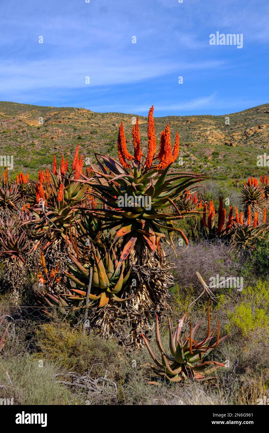 Desert, Little Karoo with cape aloe (Aloe Ferox), landscape at ...