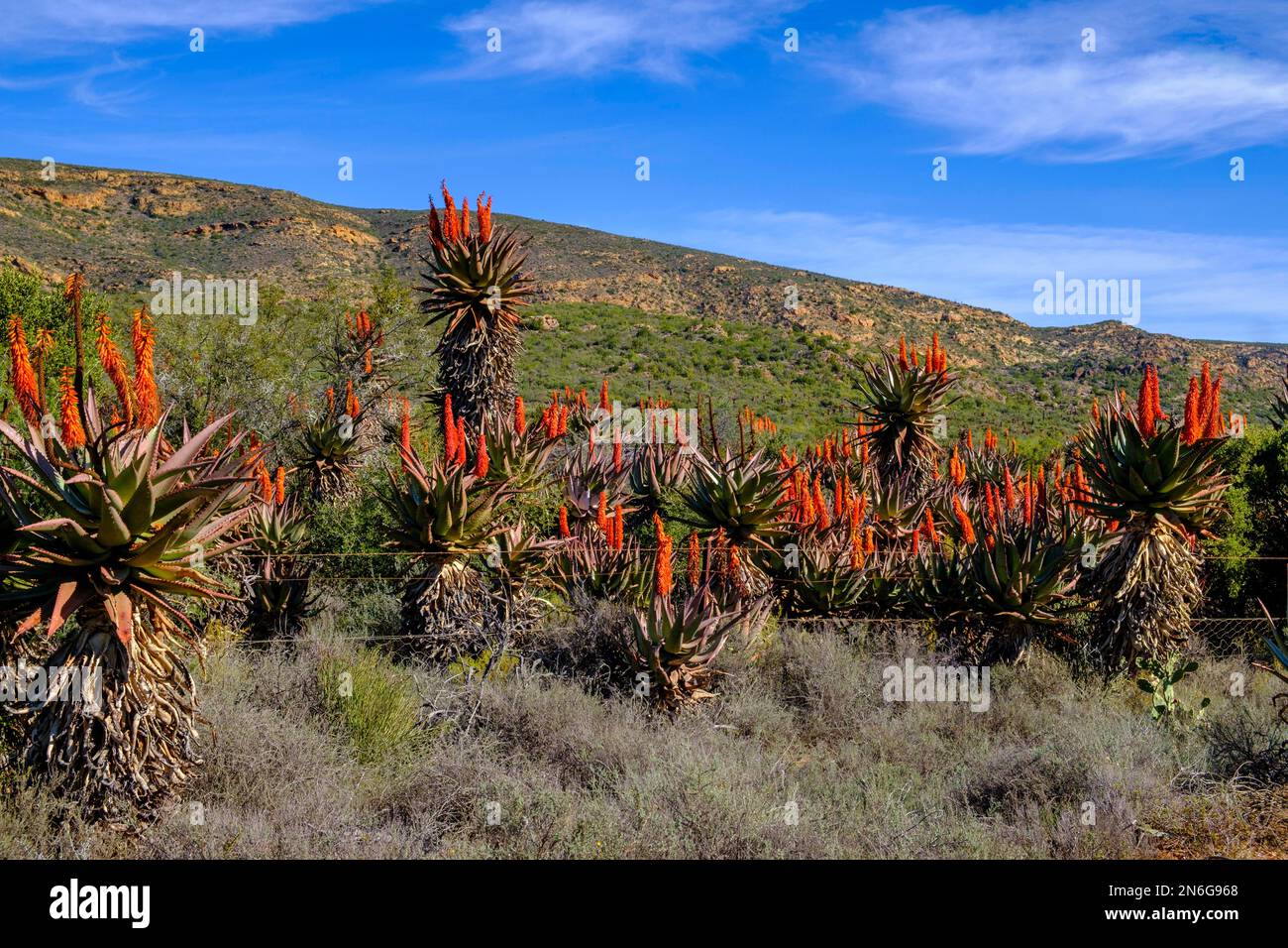 Desert, Little Karoo with cape aloe (Aloe Ferox), landscape at ...