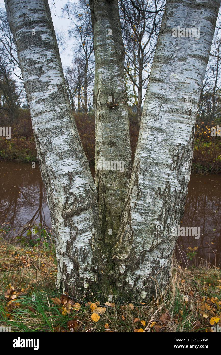 Multi-trunked warty birch (Betula pendula), Emsland, Lower Saxony ...