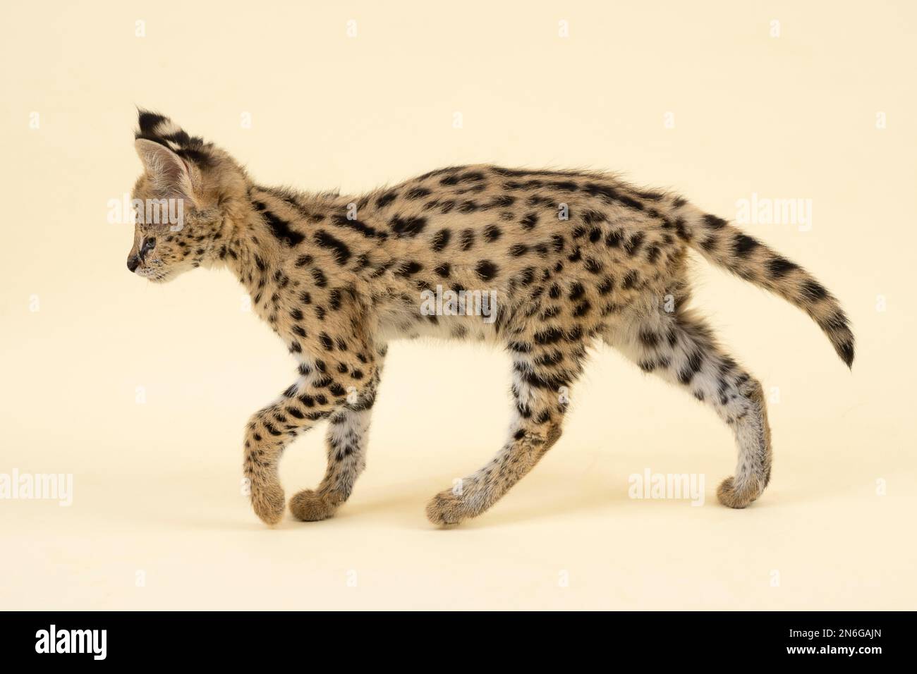 Serval (Leptailurus serval), juvenile, showing the coat pattern, 9 ...