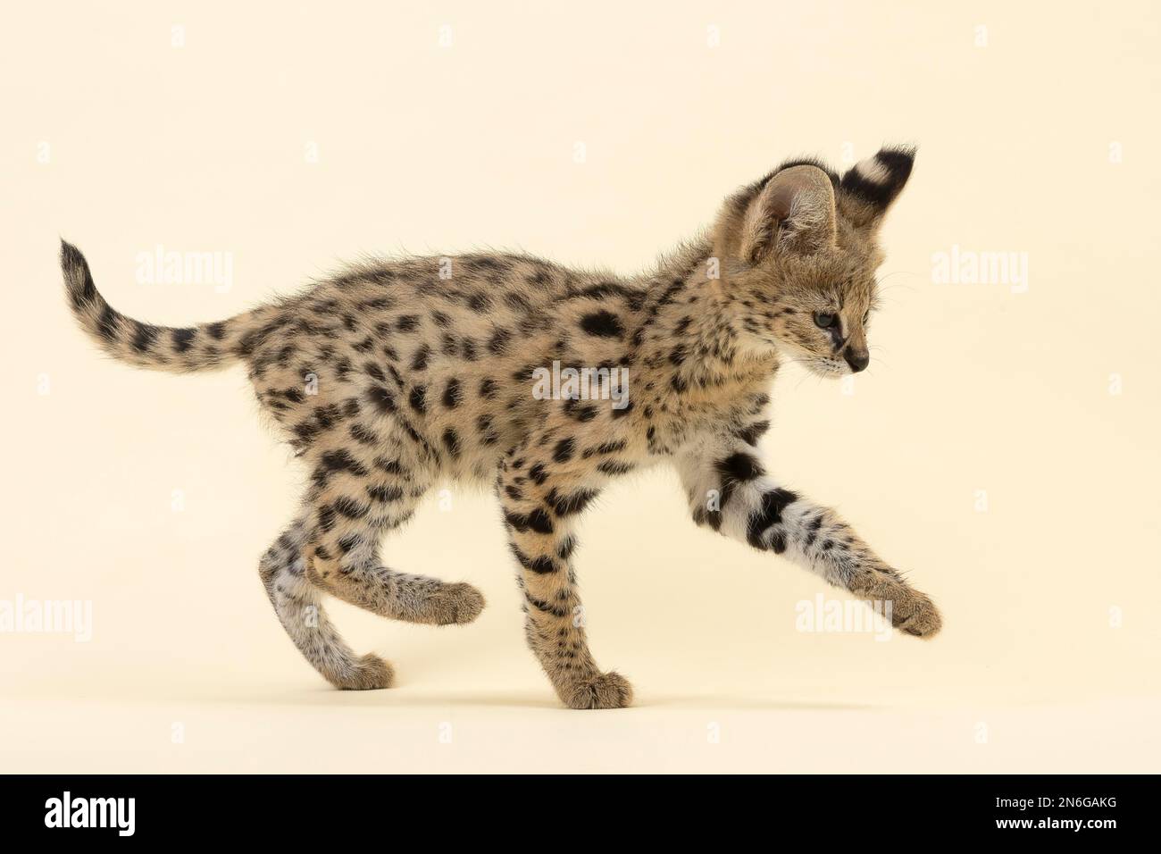 Serval cutout hi-res stock photography and images - Alamy