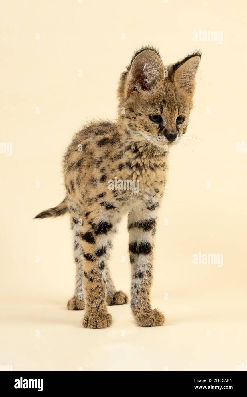 Captive serval cat hi-res stock photography and images - Alamy