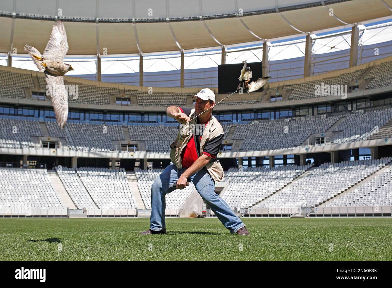 Falconer Hank Chalmers spins a dummy bird as he trains his Peregrine ...