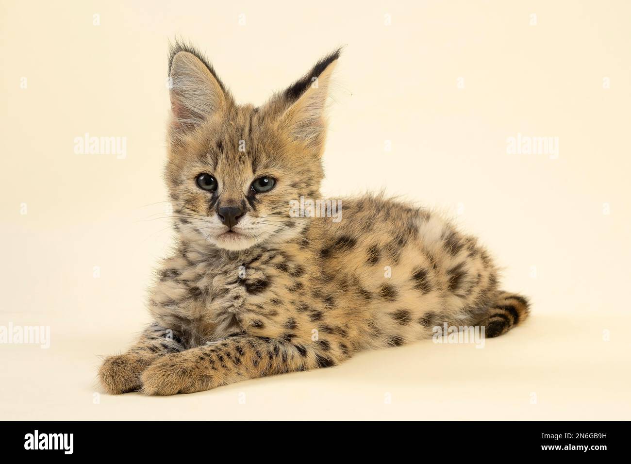 Serval cutout hi-res stock photography and images - Alamy