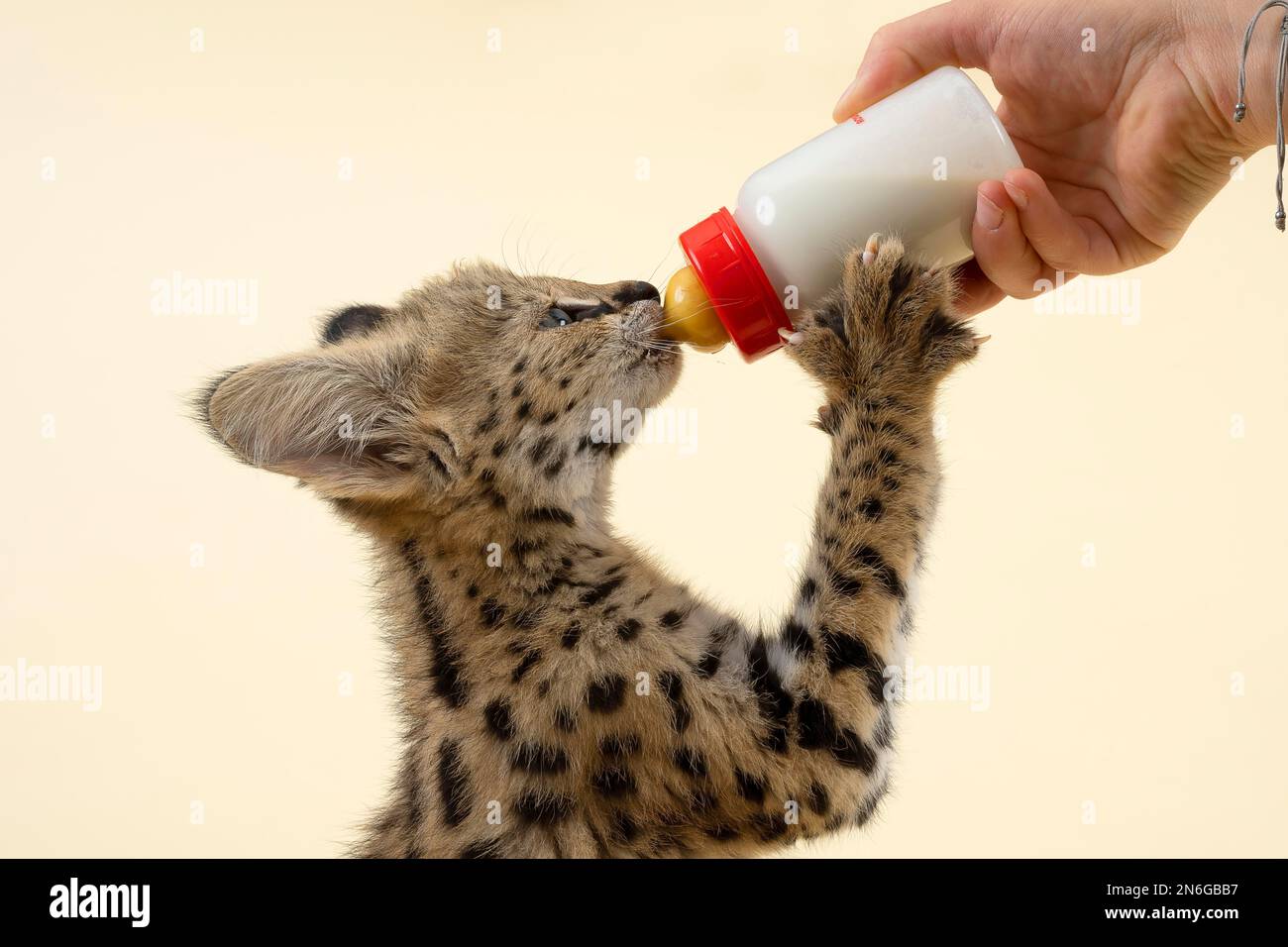 Serval (Leptailurus serval), young animal, drinking from rearing bottle ...